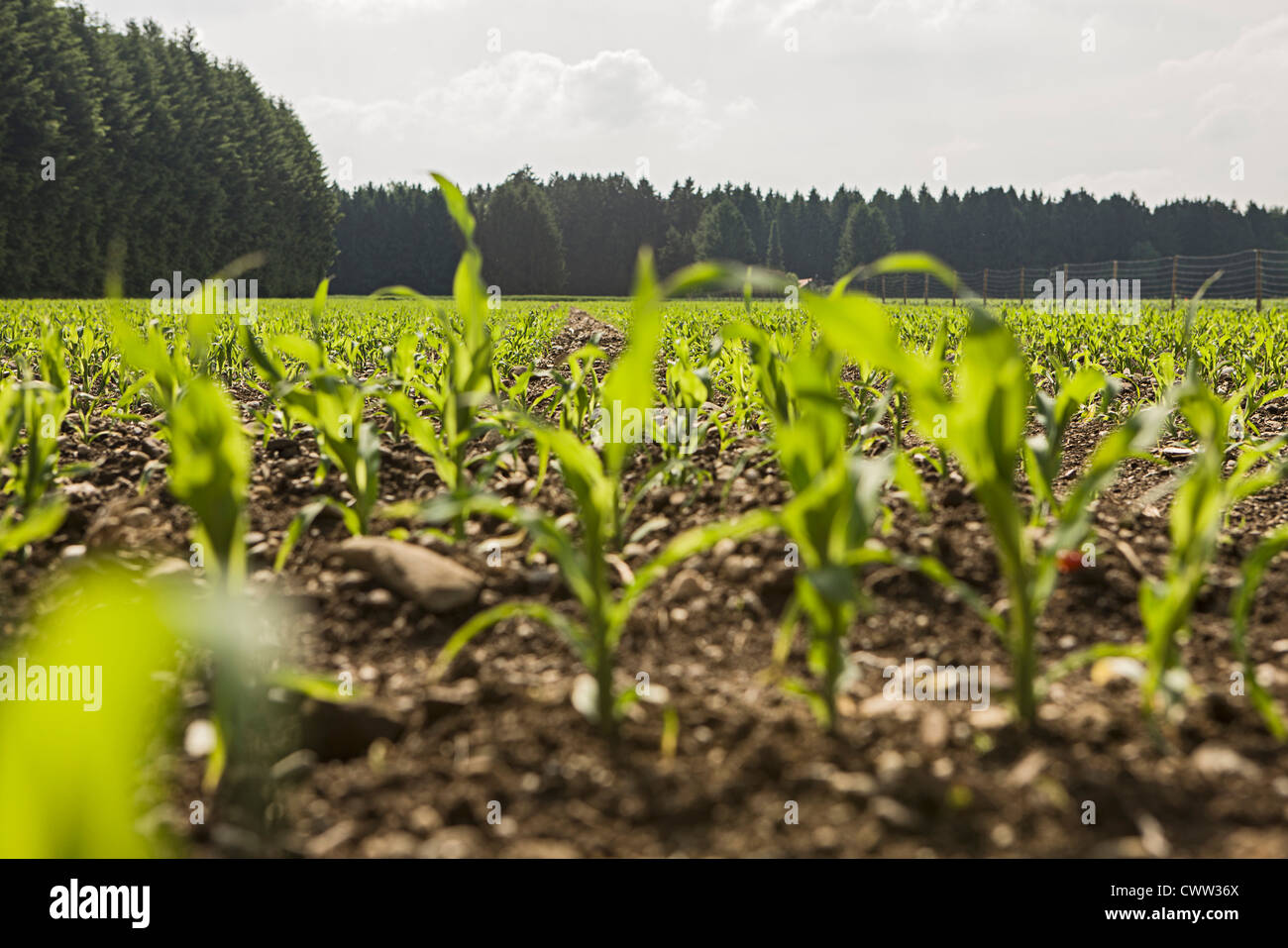 Sprouts growing in crop field Stock Photo - Alamy