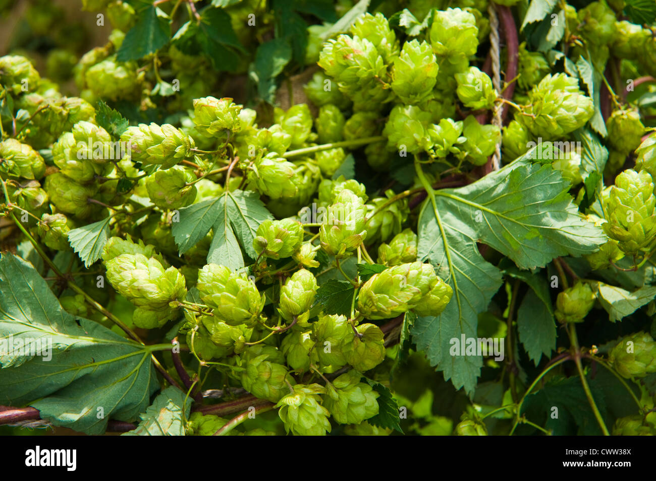 Hop harvest herefordshire hi-res stock photography and images - Alamy