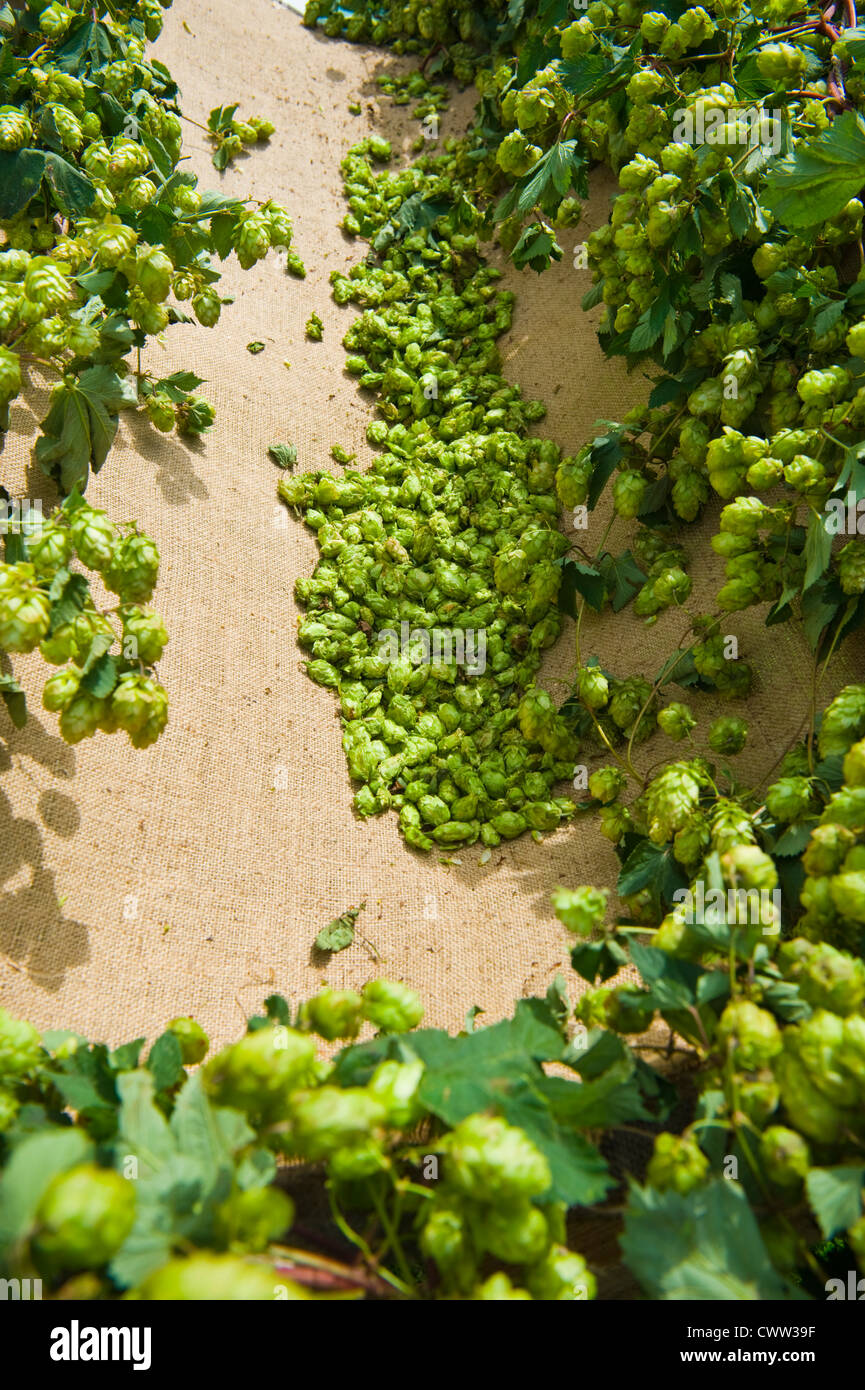 Hop harvest herefordshire hi-res stock photography and images - Alamy