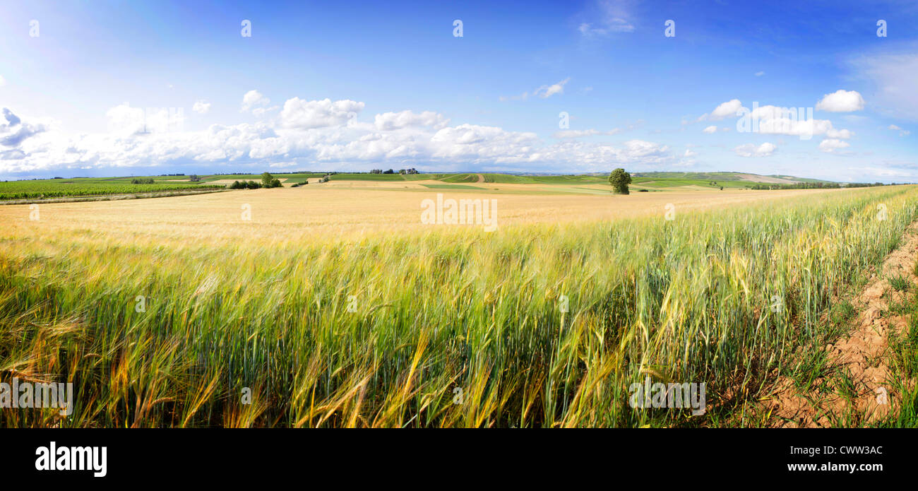 Grainfield hi-res stock photography and images - Alamy