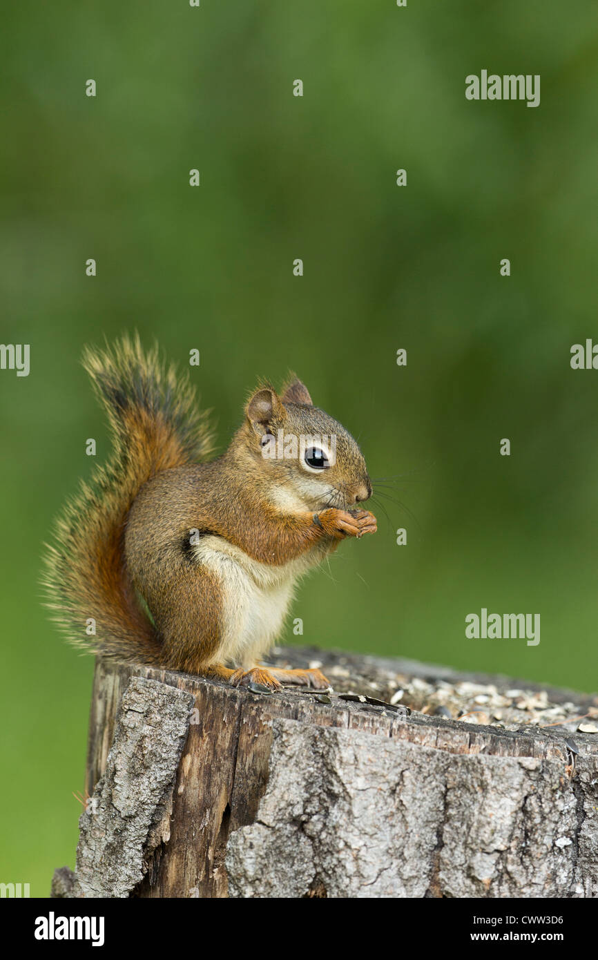 Wisconsin red squirrel hi-res stock photography and images - Alamy