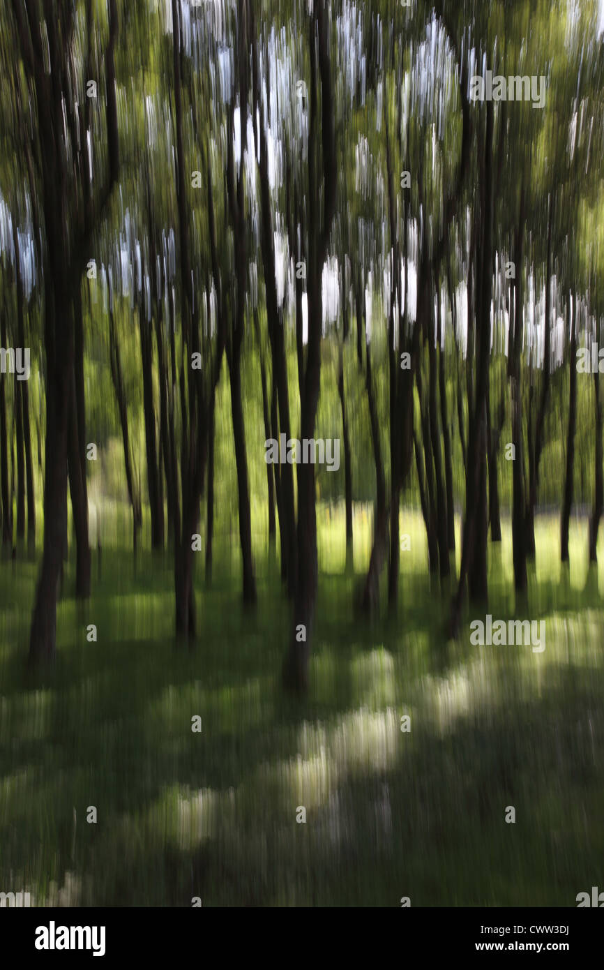 Woodland Tree Blur Abstract Stock Photo - Alamy
