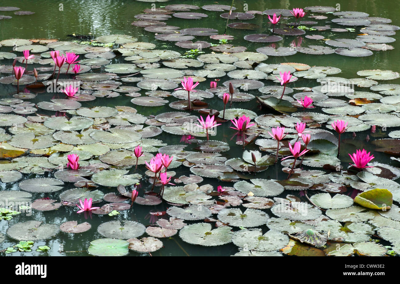 Lotus pond scenery Stock Photo - Alamy