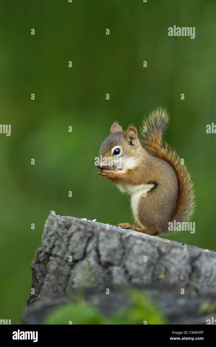 Wisconsin red squirrel hi-res stock photography and images - Alamy