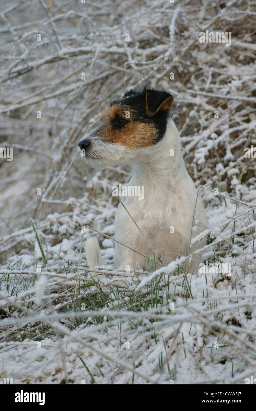 Parson Russell Terrier Stock Photo - Alamy