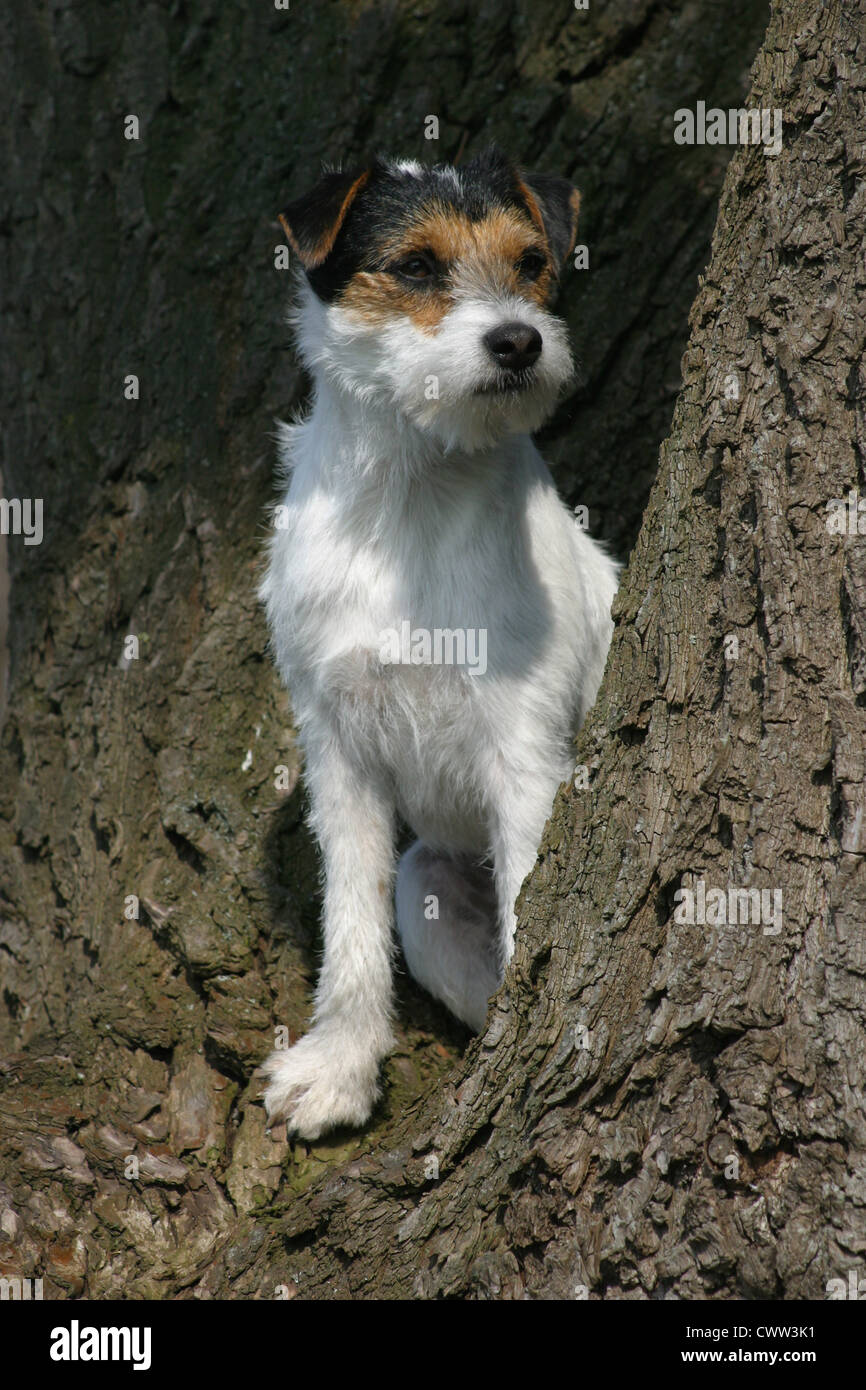 Parson Russell Terrier Stock Photo - Alamy