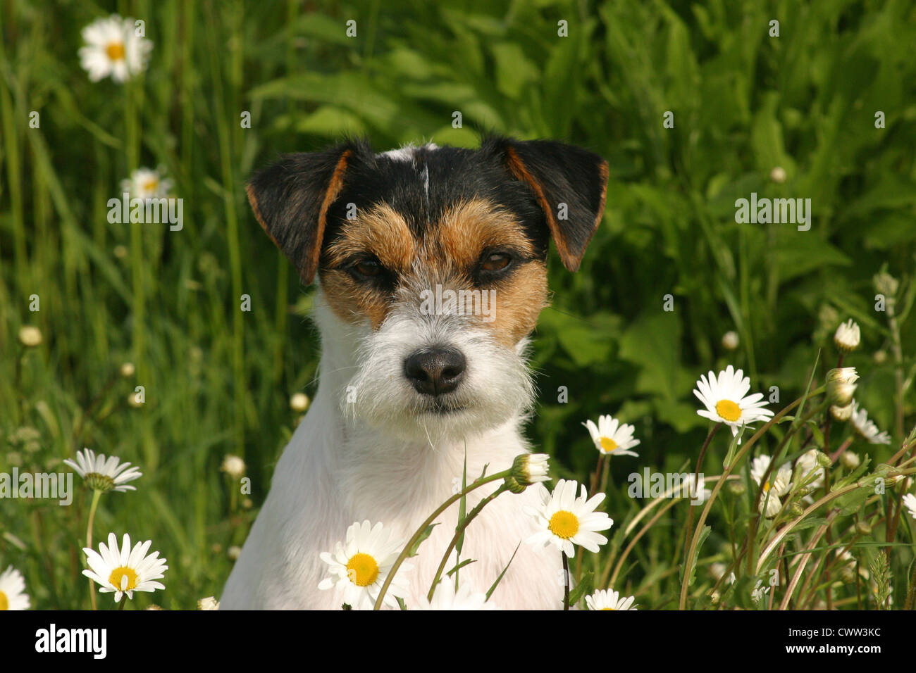 Parson Russell Terrier Portrait Stock Photo - Alamy