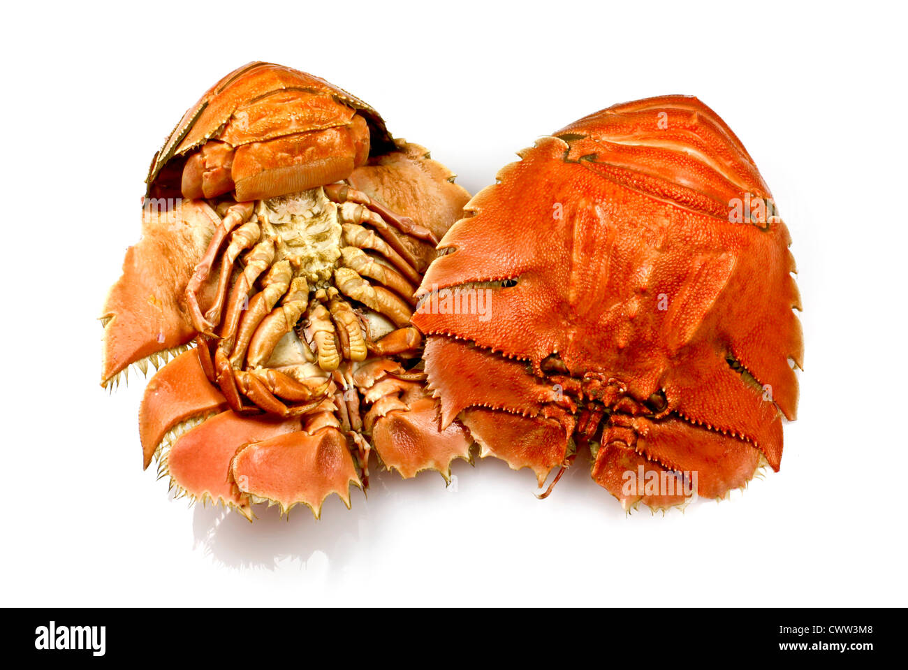 Balmain bug Cut Out Stock Images & Pictures - Alamy