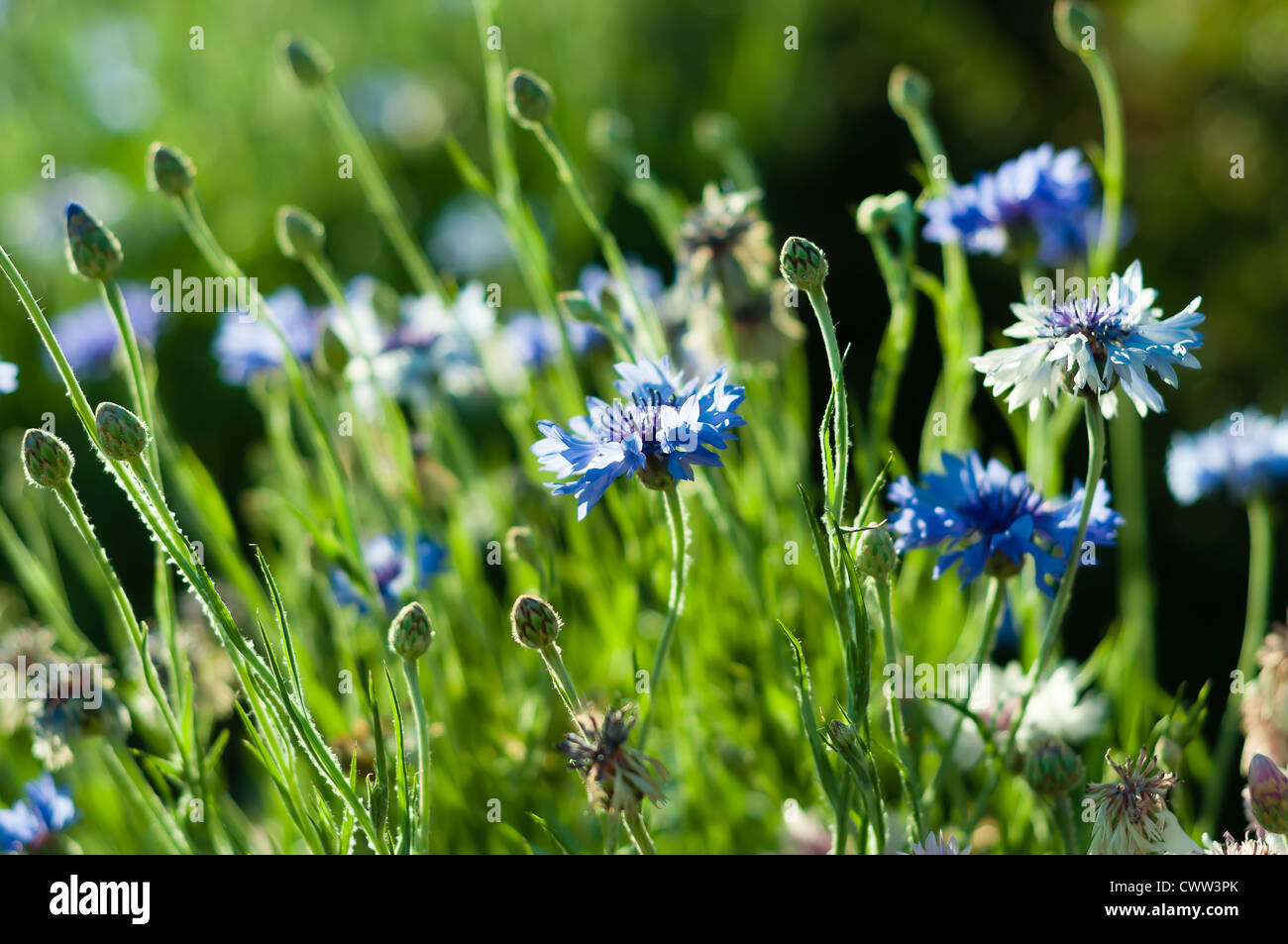 Blue corn flowers in the field with nature light Stock Photo - Alamy