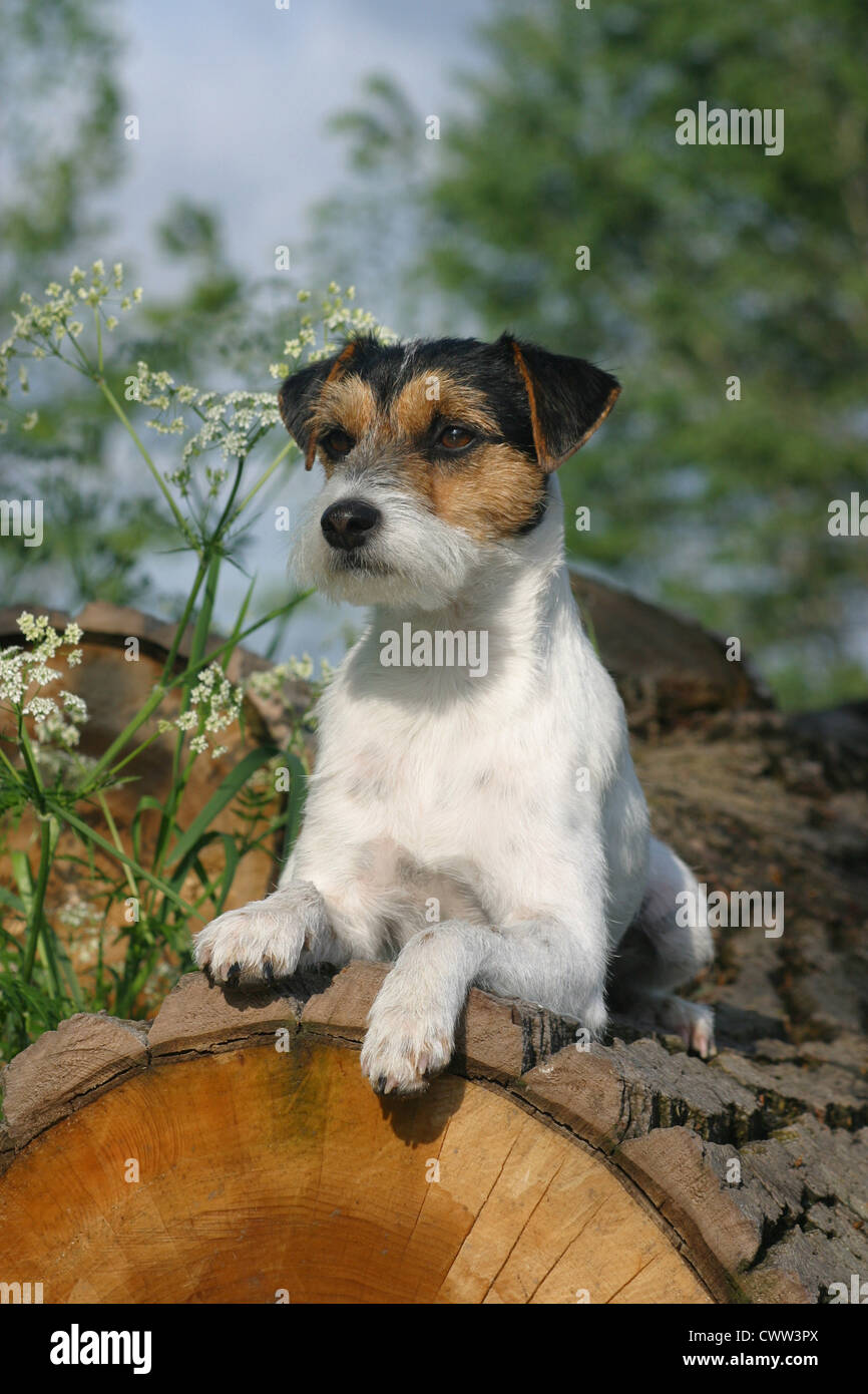Parson Russell Terrier Stock Photo - Alamy