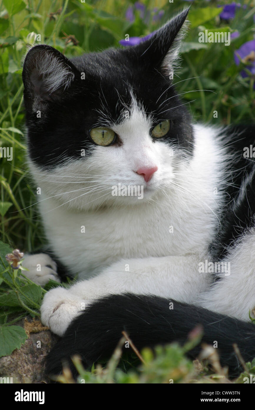 Female white cats hi-res stock photography and images - Alamy