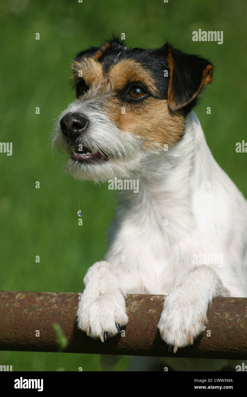 Parson Russell Terrier Stock Photo - Alamy