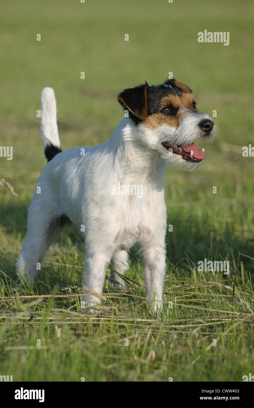 Parson Russell Terrier Stock Photo - Alamy