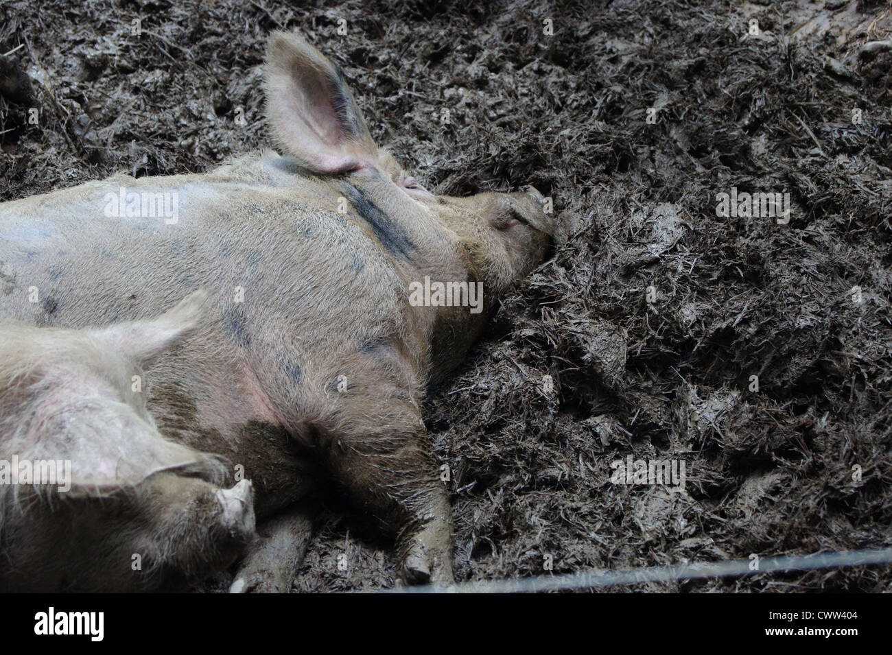 Pig mud hi-res stock photography and images - Alamy