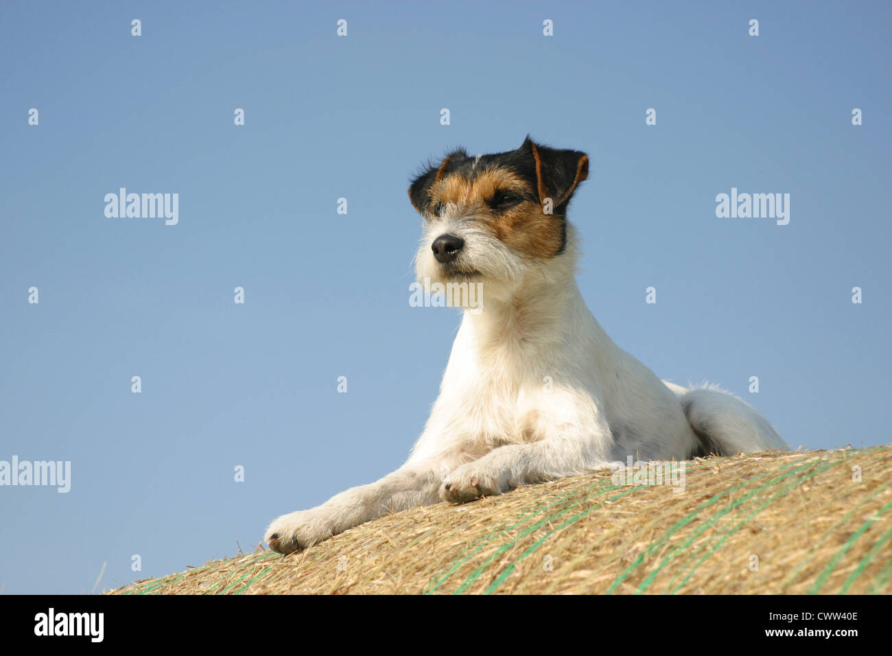 Parson Russell Terrier Stock Photo - Alamy