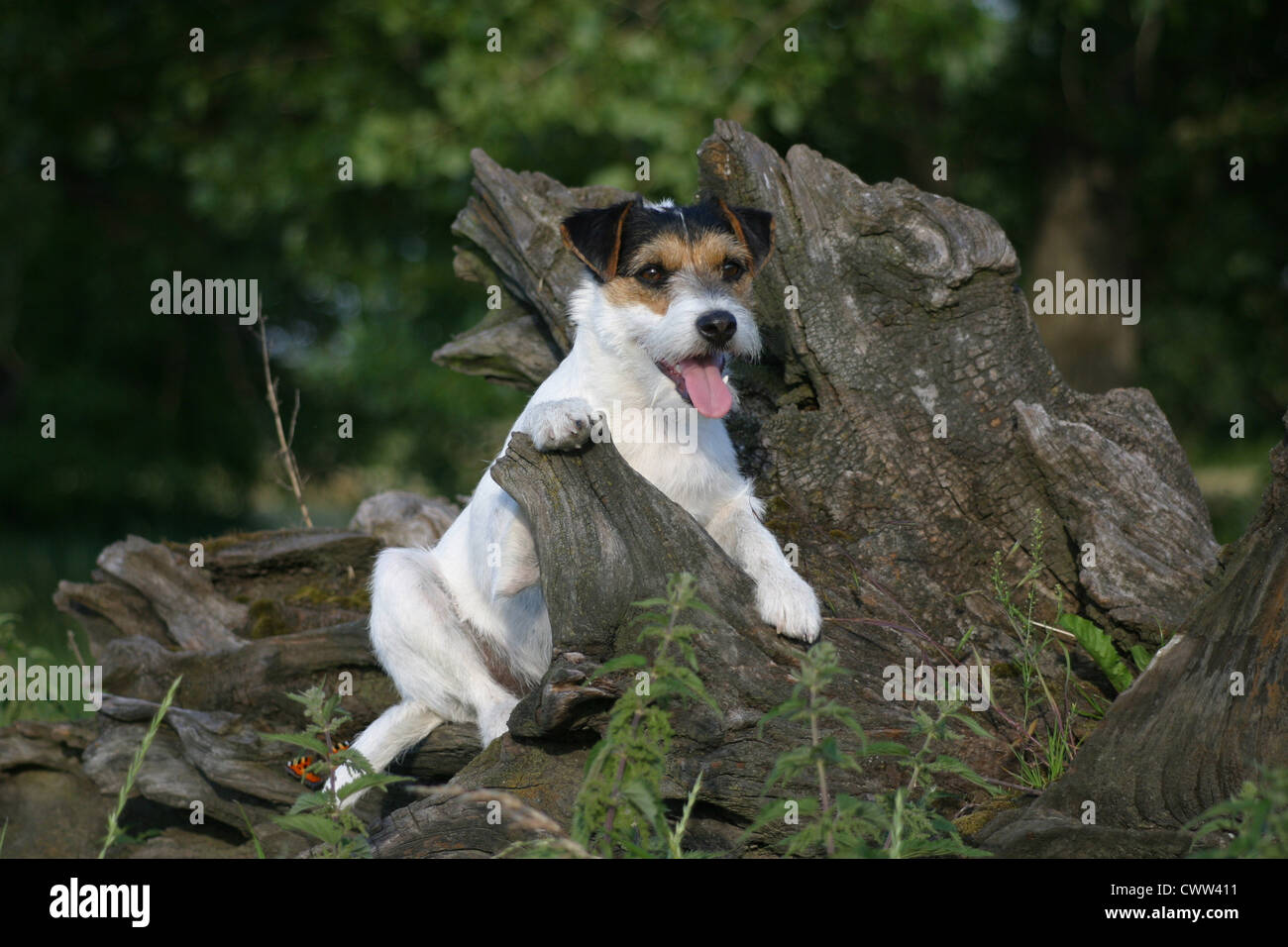 Parson Russell Terrier Stock Photo - Alamy