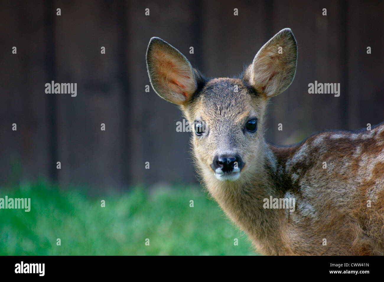 Deer kids hi-res stock photography and images - Alamy