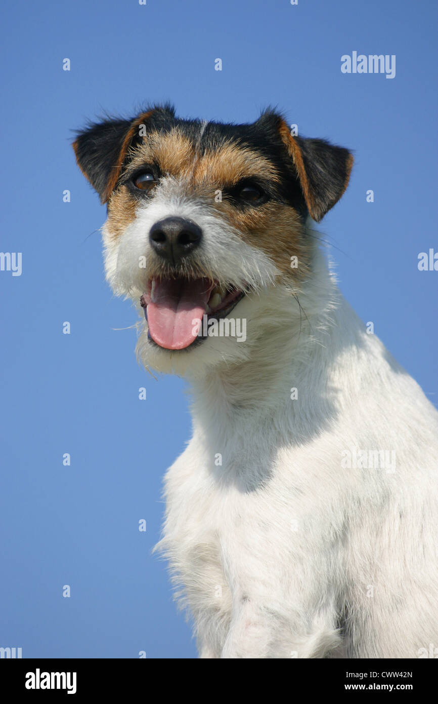 Parson Russell Terrier Portrait Stock Photo - Alamy