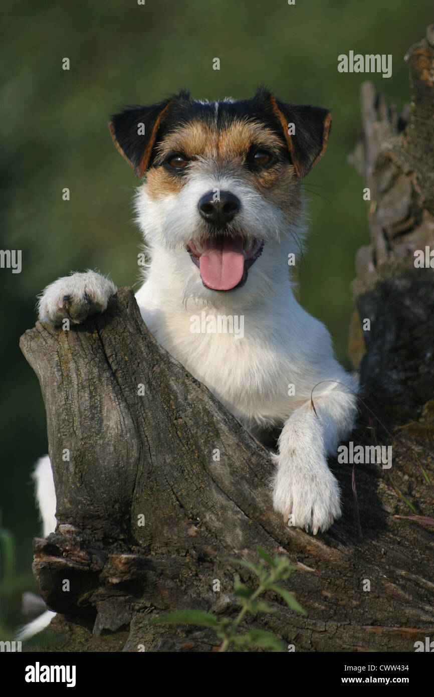 Parson Russell Terrier Stock Photo - Alamy