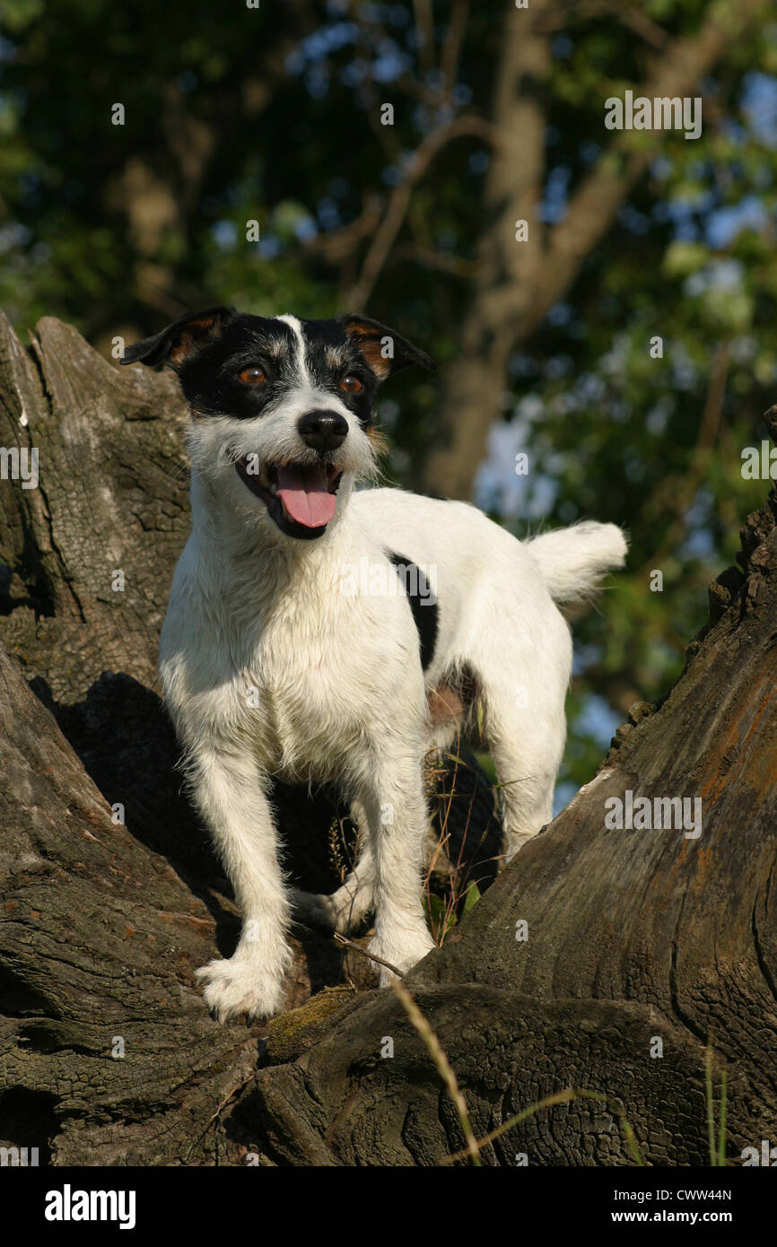 Jack Russell Terrier Stock Photo - Alamy