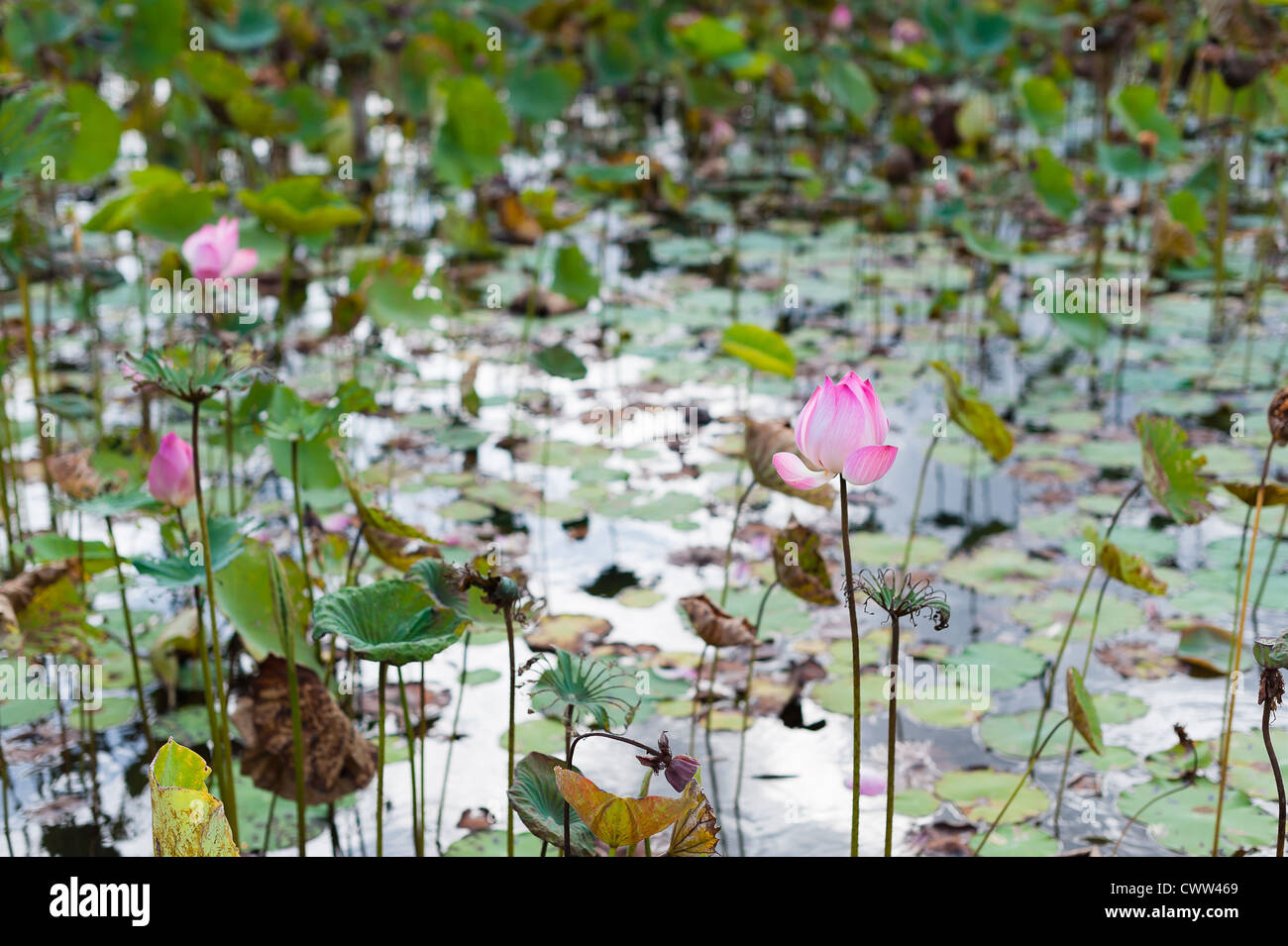 Pink lotus Blooming in swamp of nature Stock Photo - Alamy