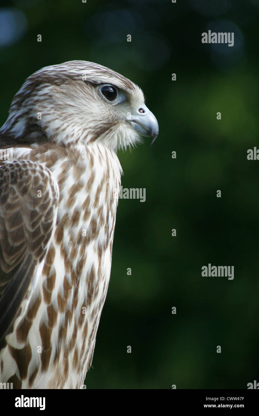 Falcon heads hi-res stock photography and images - Alamy