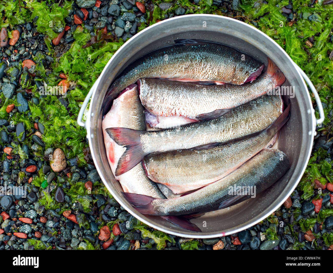 fresh brushed fish ready for cooking in the bowler Stock Photo - Alamy