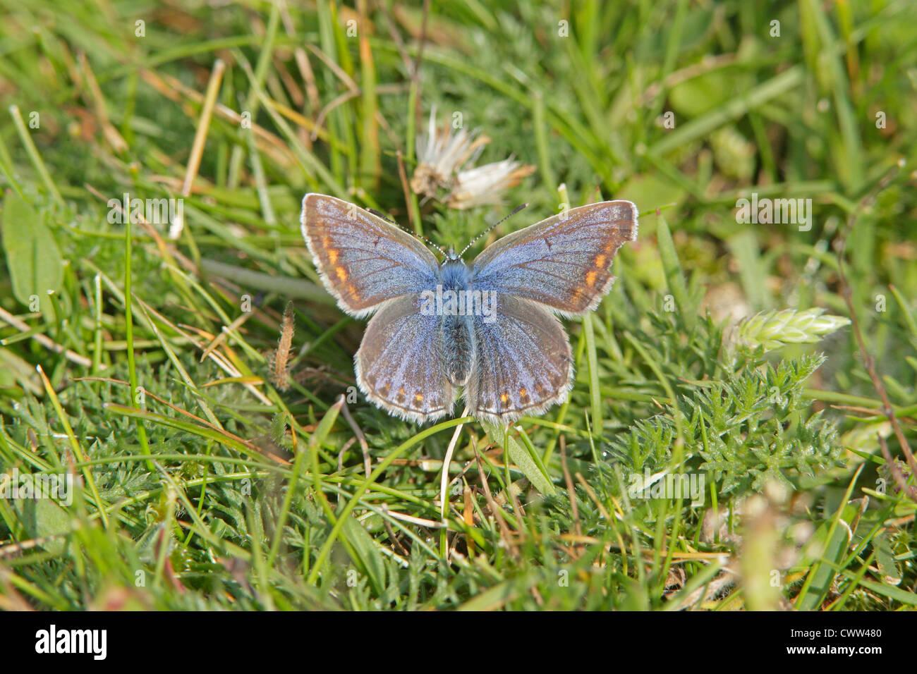 Female common blue butterfly hi-res stock photography and images - Alamy