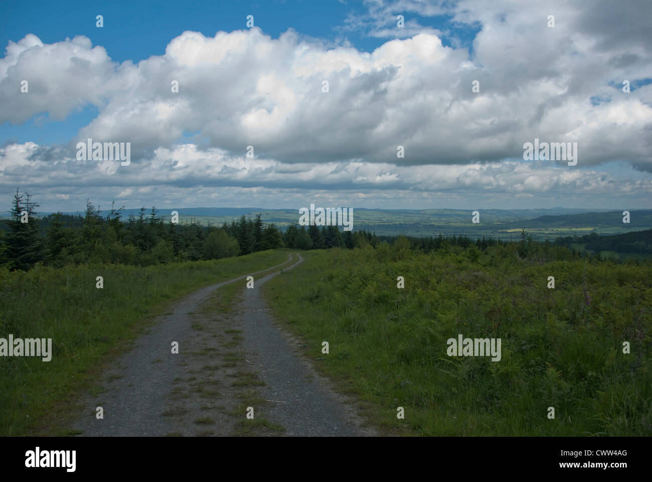 a track on a hill going down towards a forest with light colored clouds ...