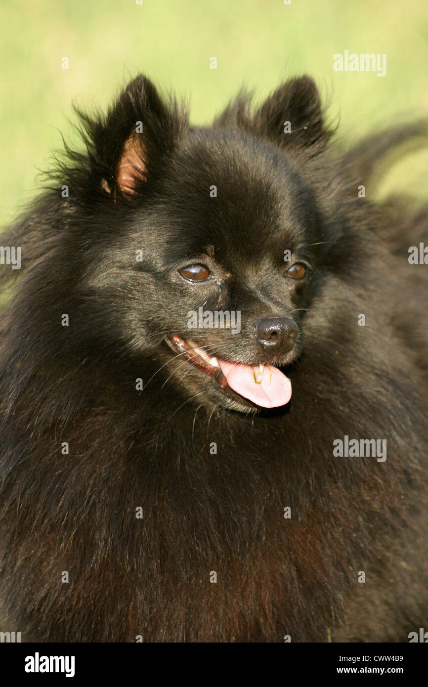 Pomeranian size hi-res stock photography and images - Alamy