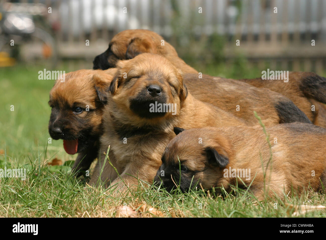 Harz Fox Puppy Stock Photo - Alamy