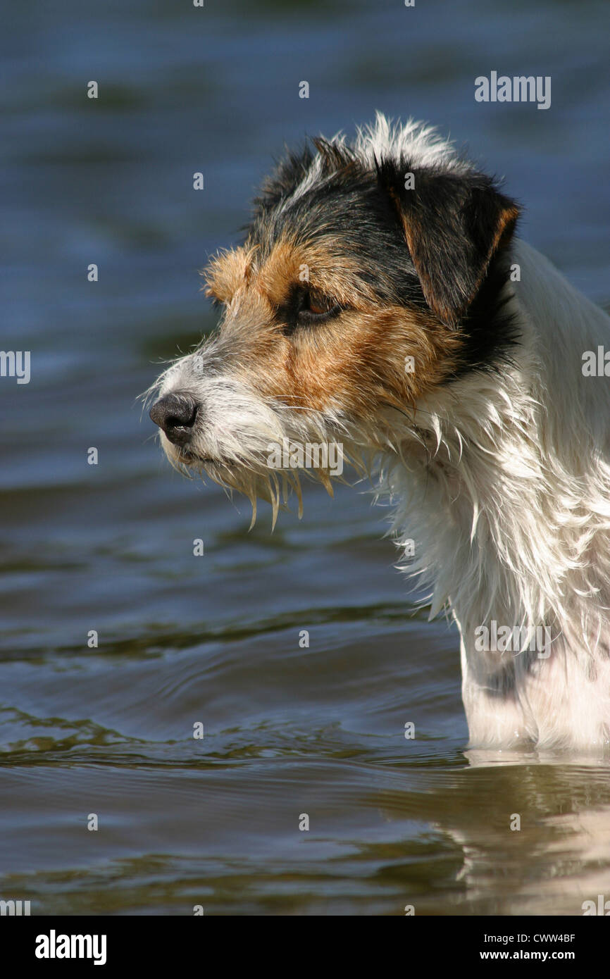 Parson Russell Terrier Stock Photo - Alamy
