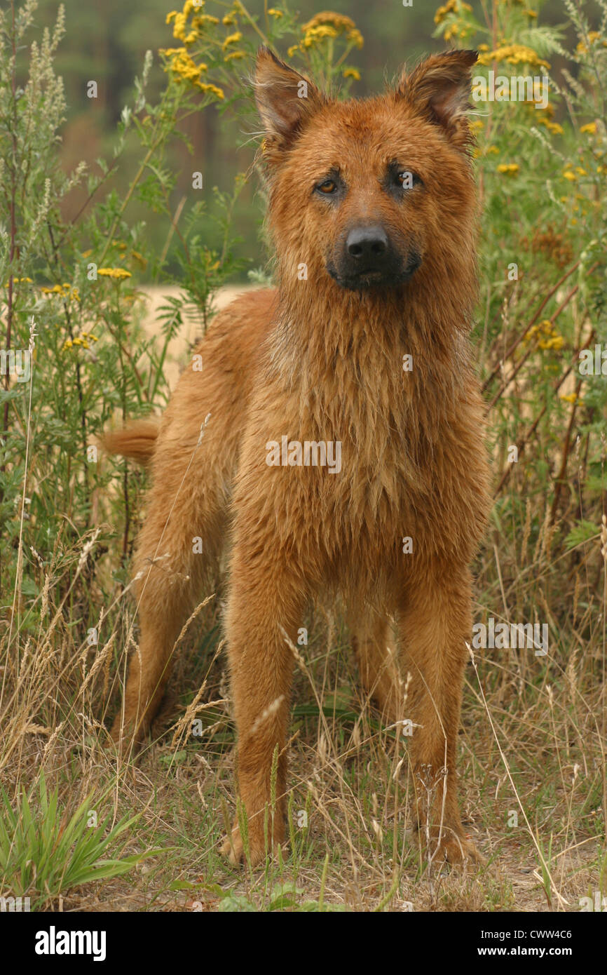 Red fox stands hi-res stock photography and images - Alamy
