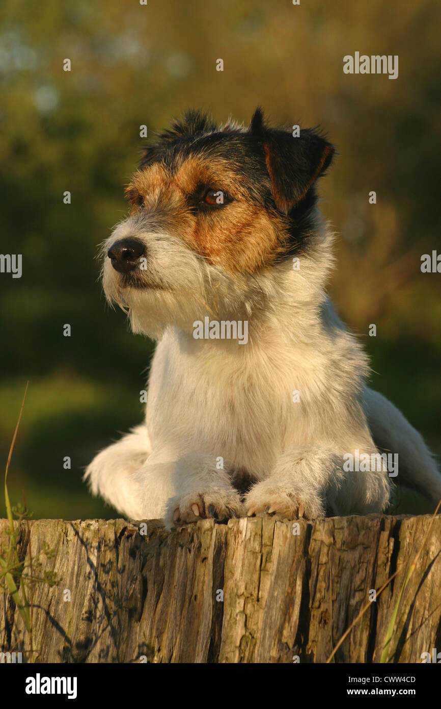 Parson Russell Terrier Stock Photo - Alamy