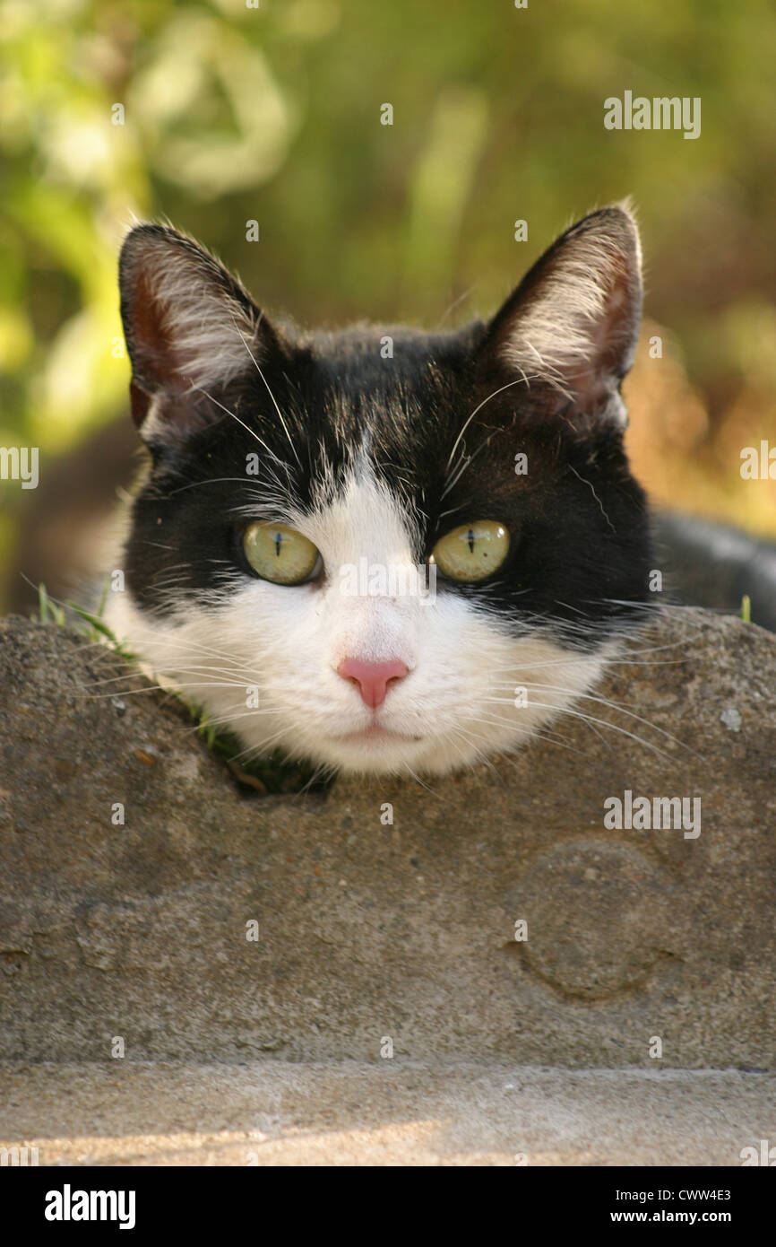 Female white cats hi-res stock photography and images - Alamy