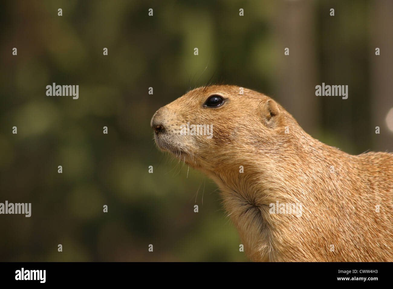 Grophers prairie hi-res stock photography and images - Alamy