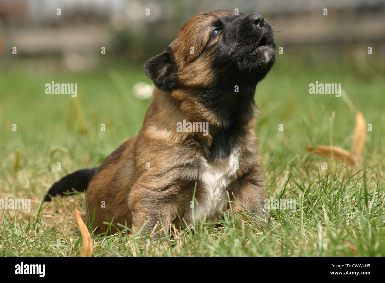 Yowling hi-res stock photography and images - Alamy