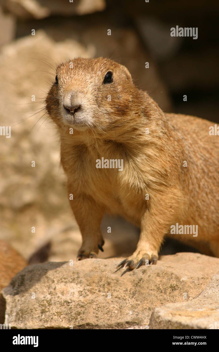 Grophers hi-res stock photography and images - Alamy