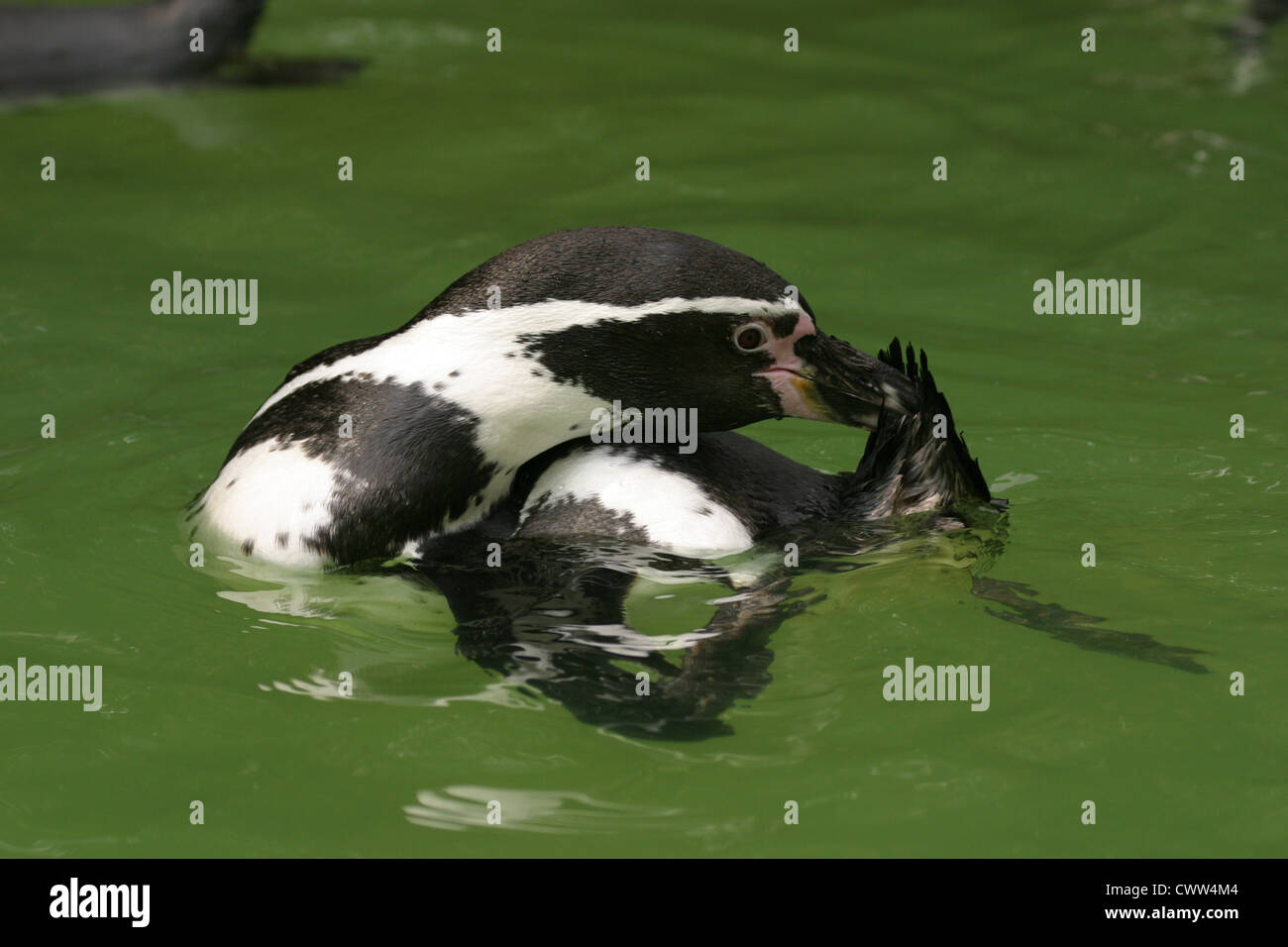 African penguin by itself hi-res stock photography and images - Alamy