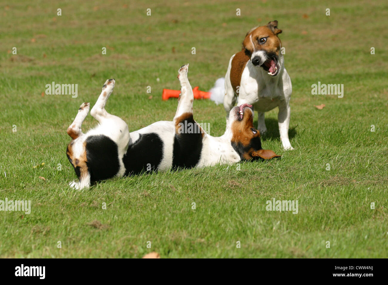 playing Jack Russell Terrier Stock Photo - Alamy