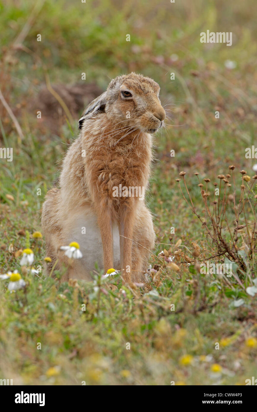 Brown hare sitting on sand dune Stock Photo - Alamy