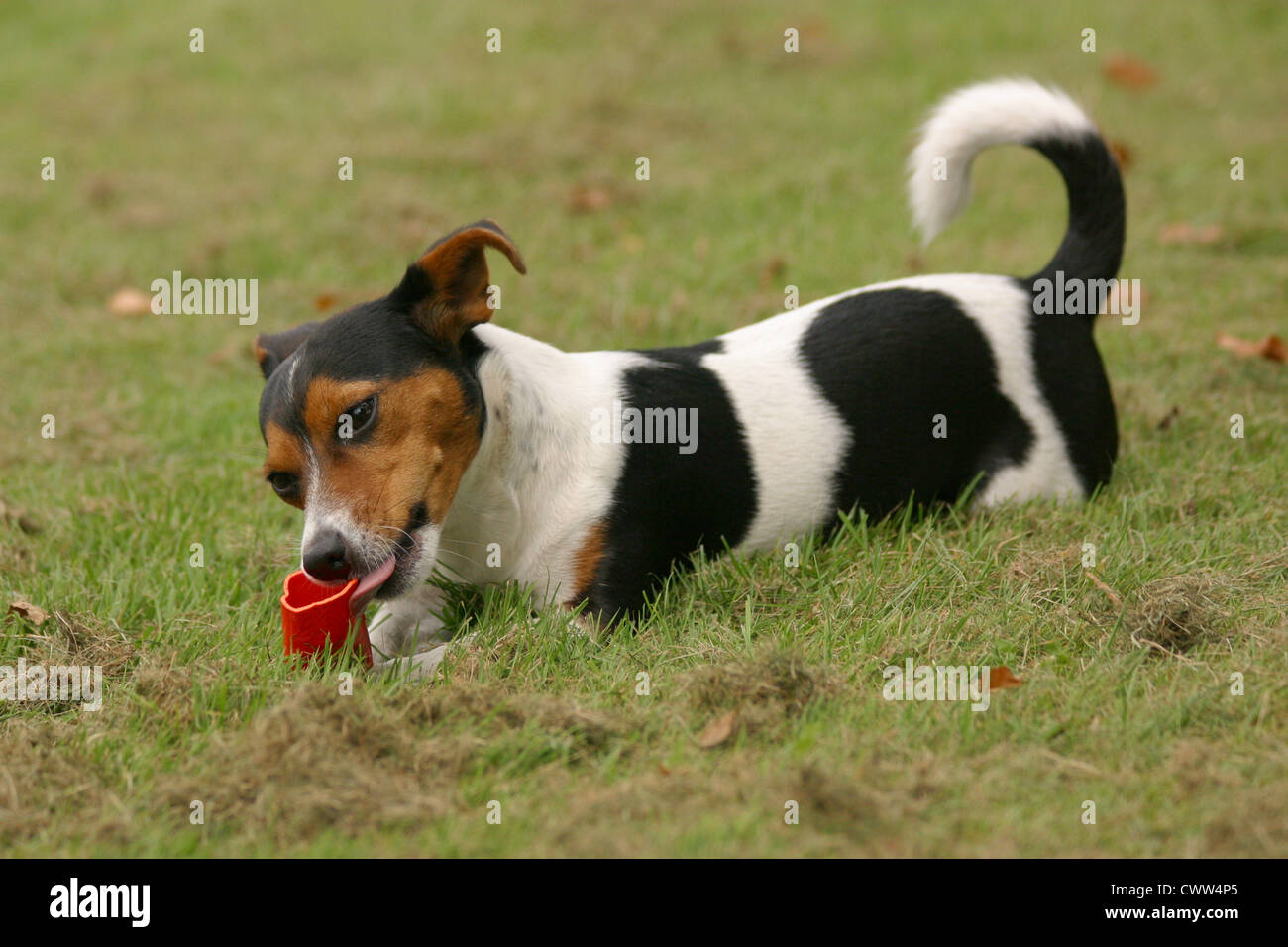 playing Jack Russell Terrier Stock Photo - Alamy