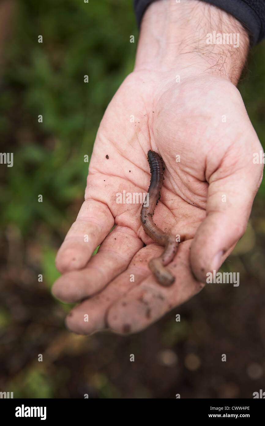 Man holding a worm at the allotment Stock Photo - Alamy