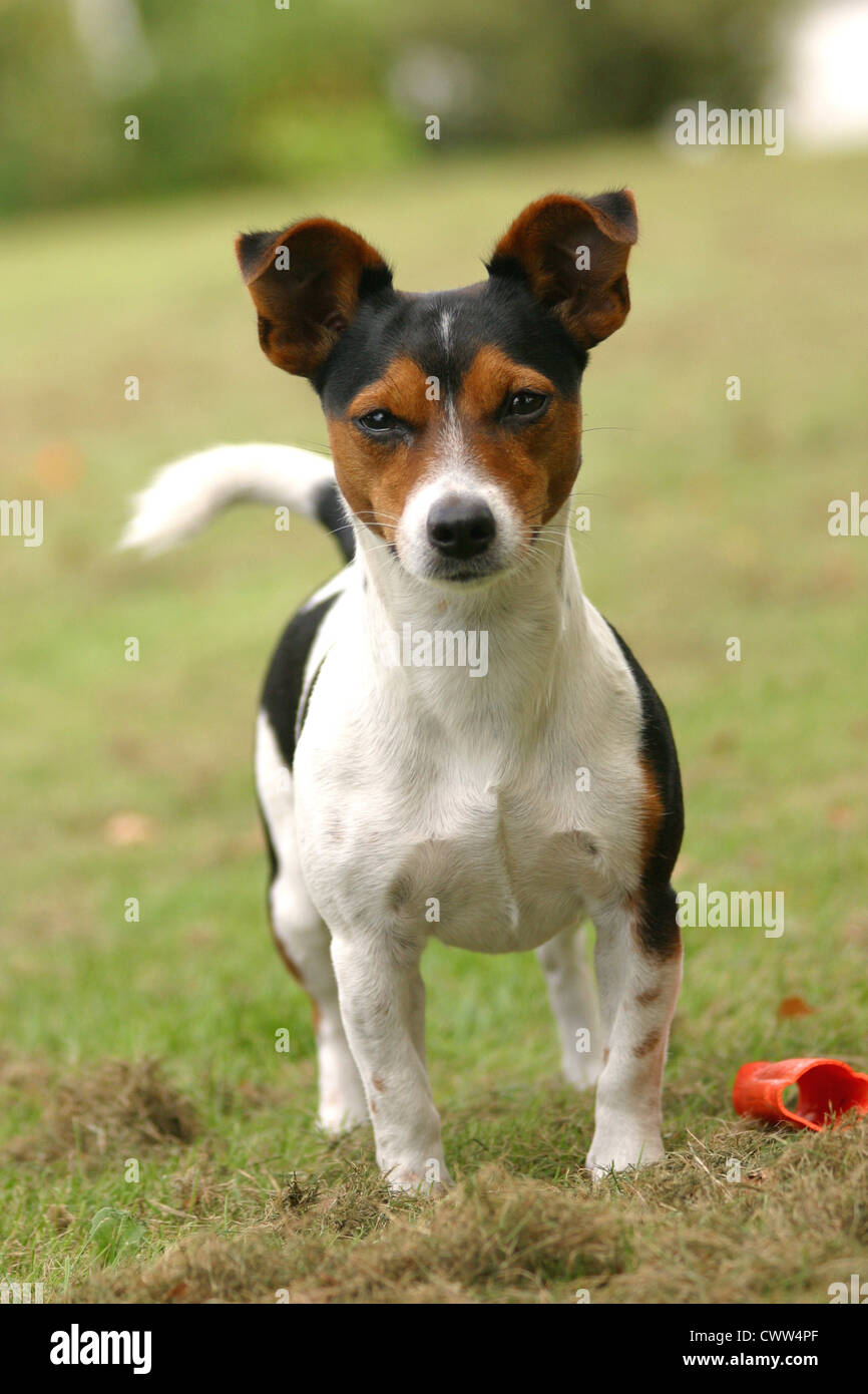 Jack Russell Terrier Stock Photo - Alamy