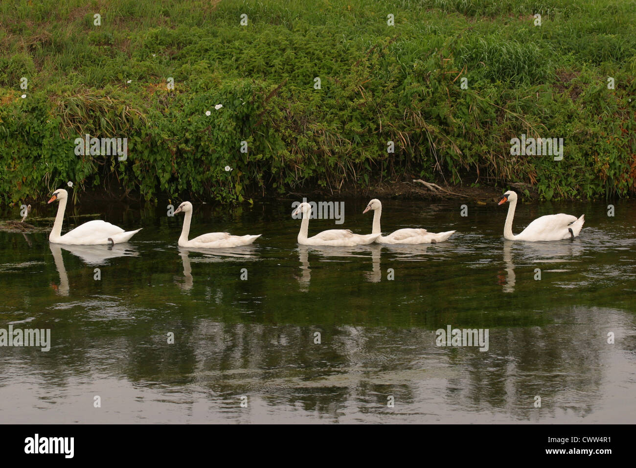Swan family swims on shore hi-res stock photography and images - Alamy