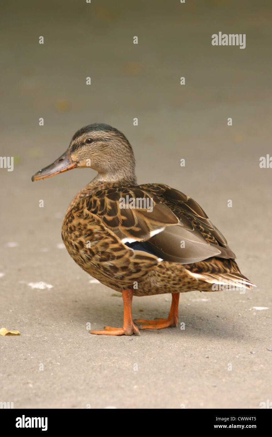 Ducks backside hi-res stock photography and images - Alamy