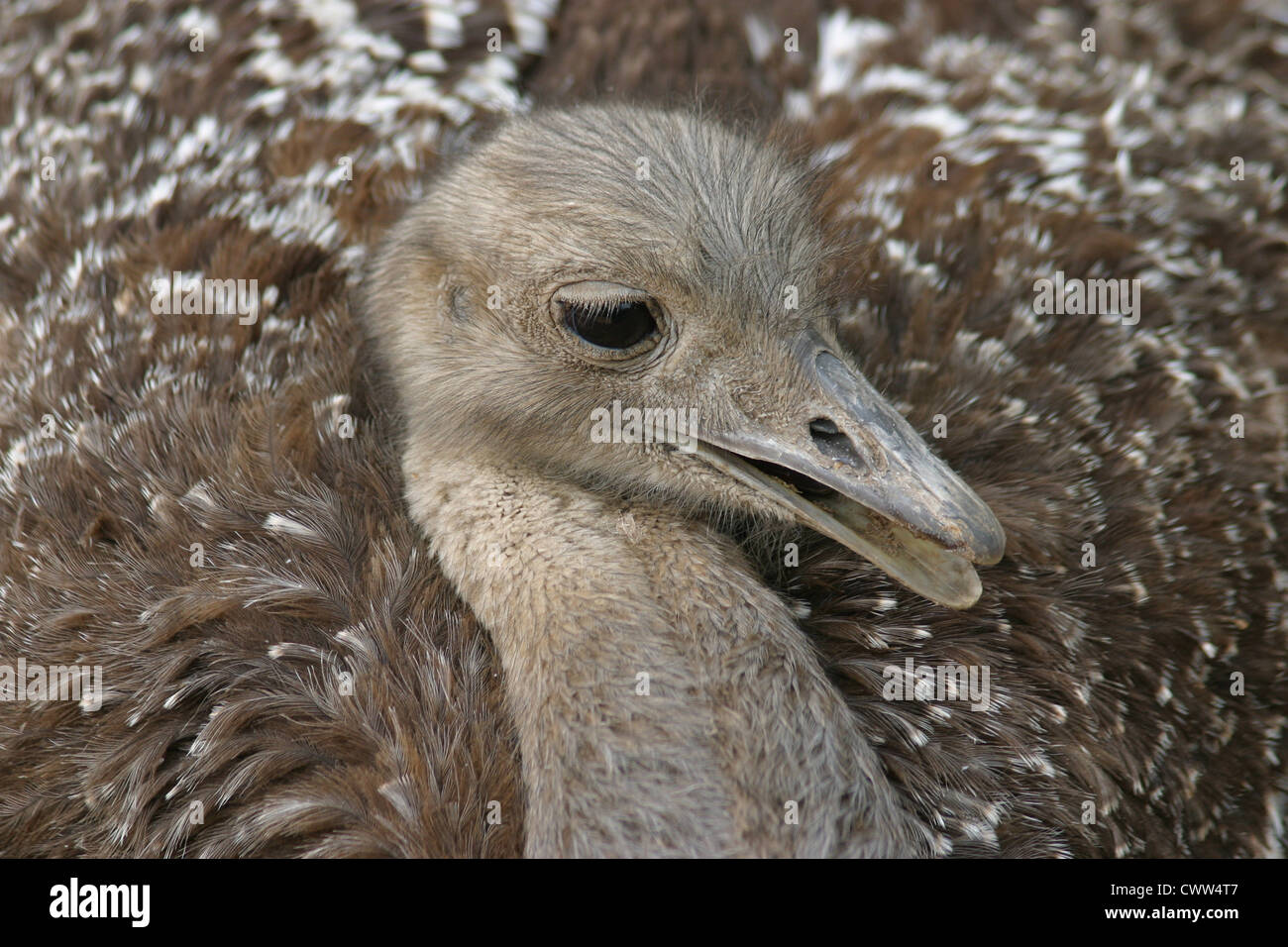 Nandus hi-res stock photography and images - Alamy