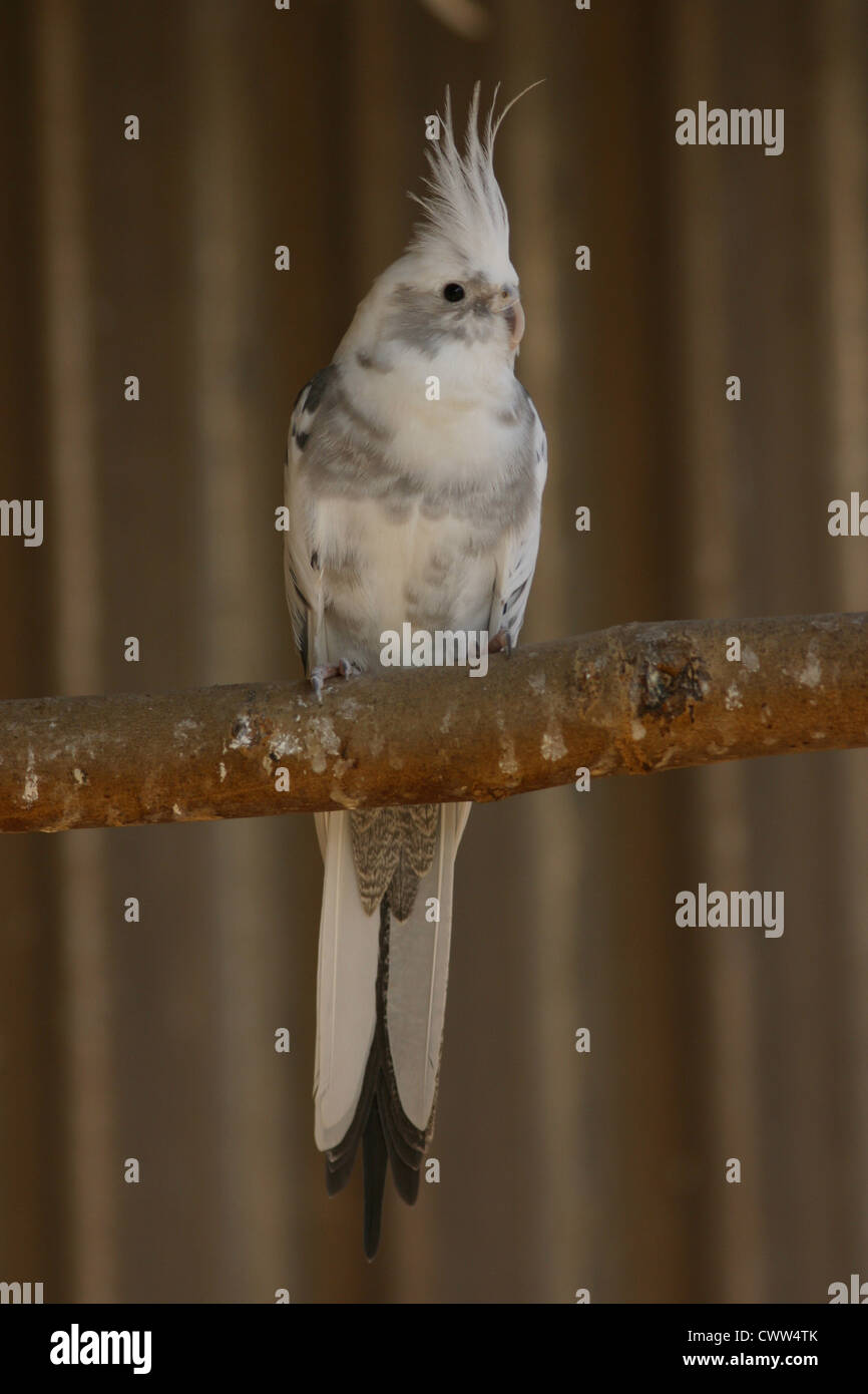 Weiro birds hi-res stock photography and images - Alamy