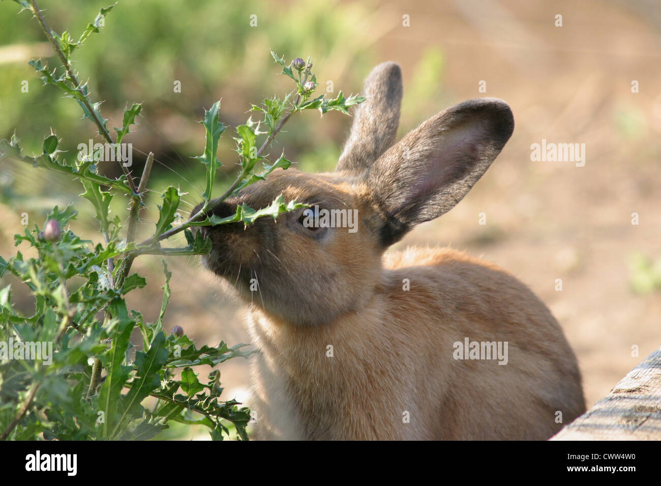 Rabbit browsing hi-res stock photography and images - Alamy