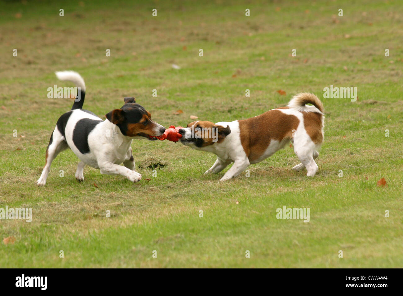 playing Jack Russell Terrier Stock Photo - Alamy
